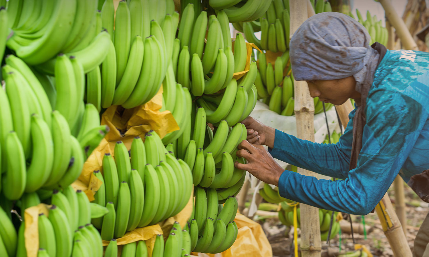 Our Approach - Great Giant Foods - Sustainable Farming Development